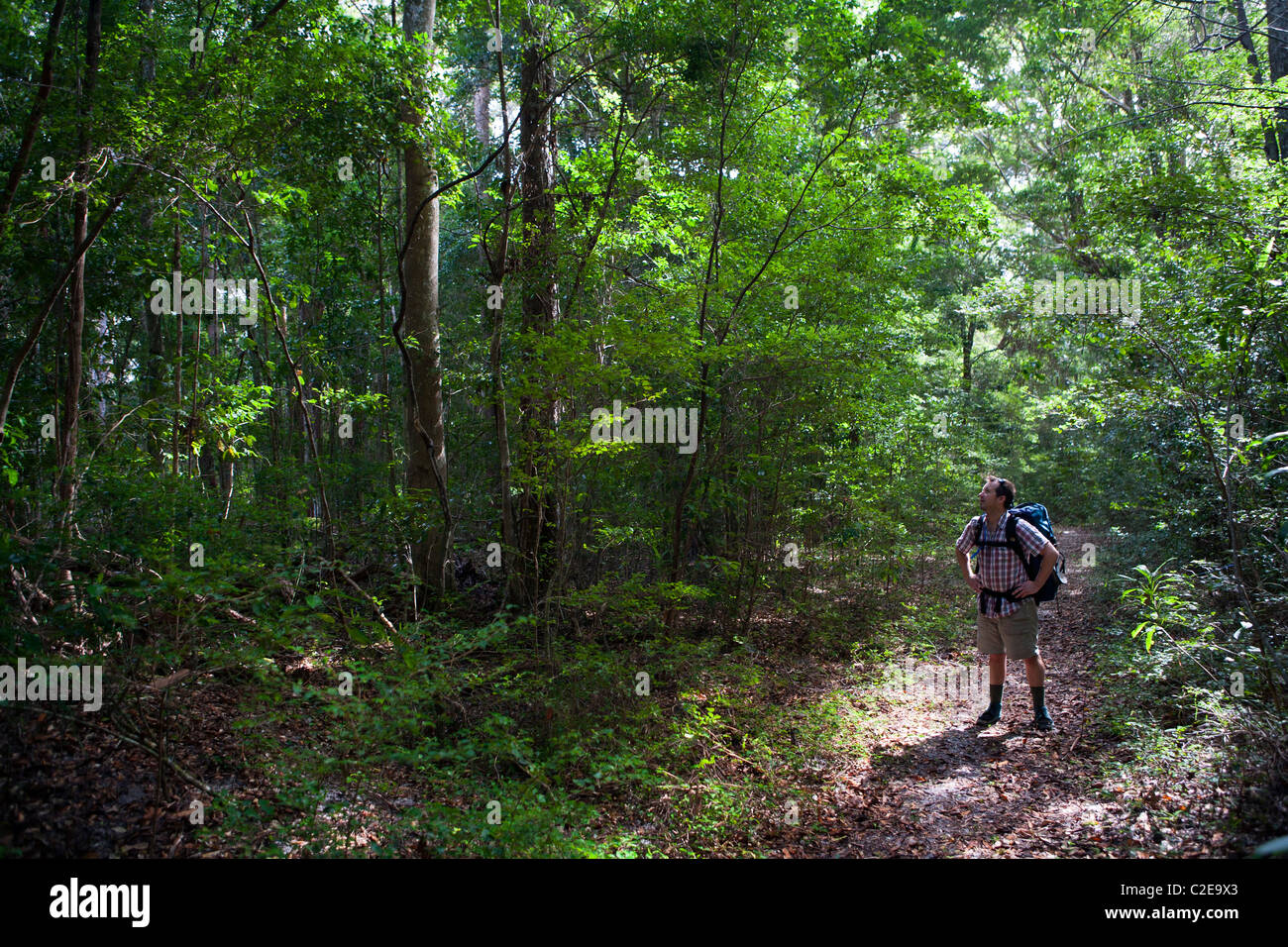 Bushwalker in rainforest on Queensland's Cooloola Great Walk Stock ...