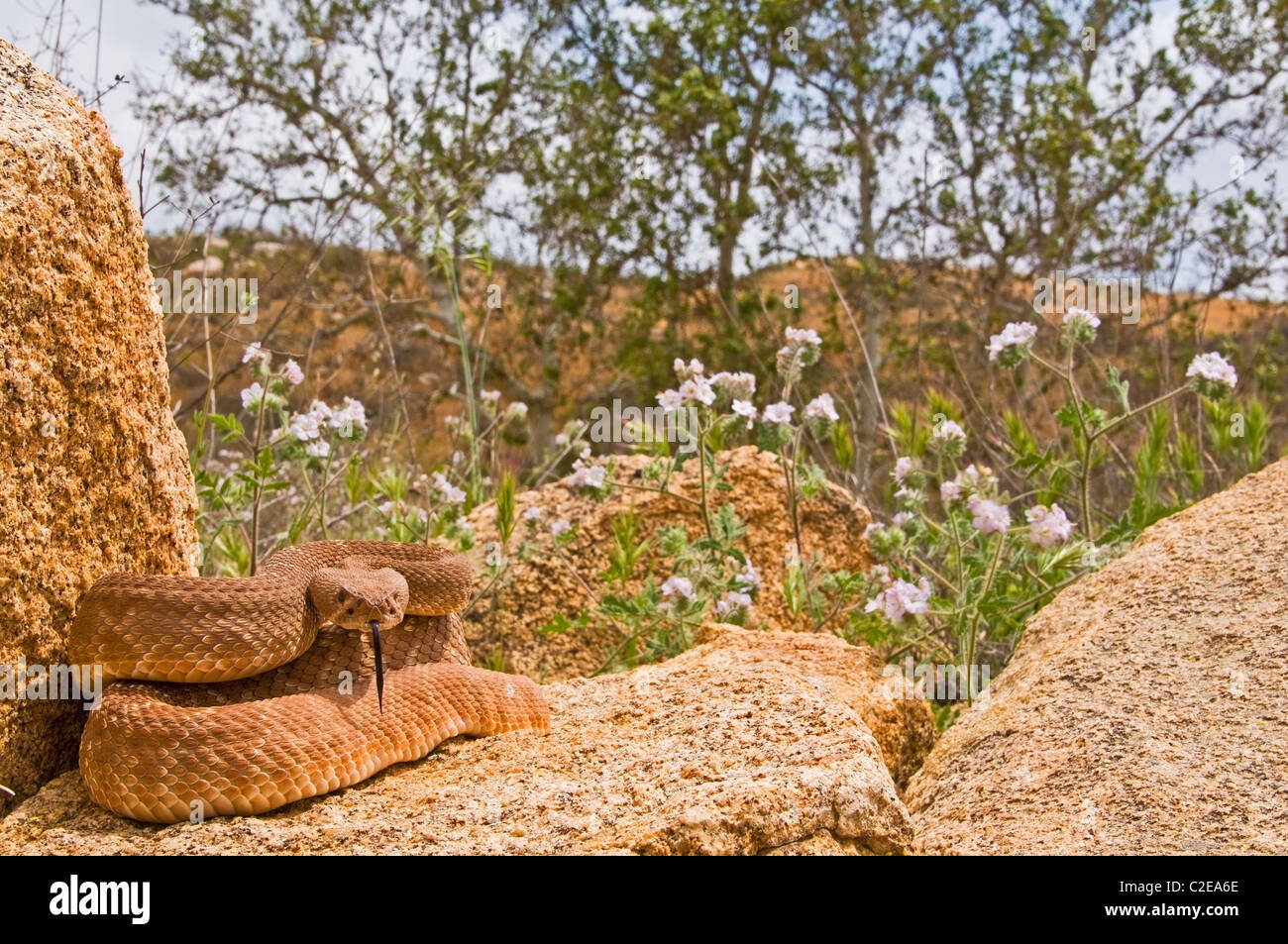 Red Diamond Rattlesnake Crotalus Ruber High Resolution Stock ...