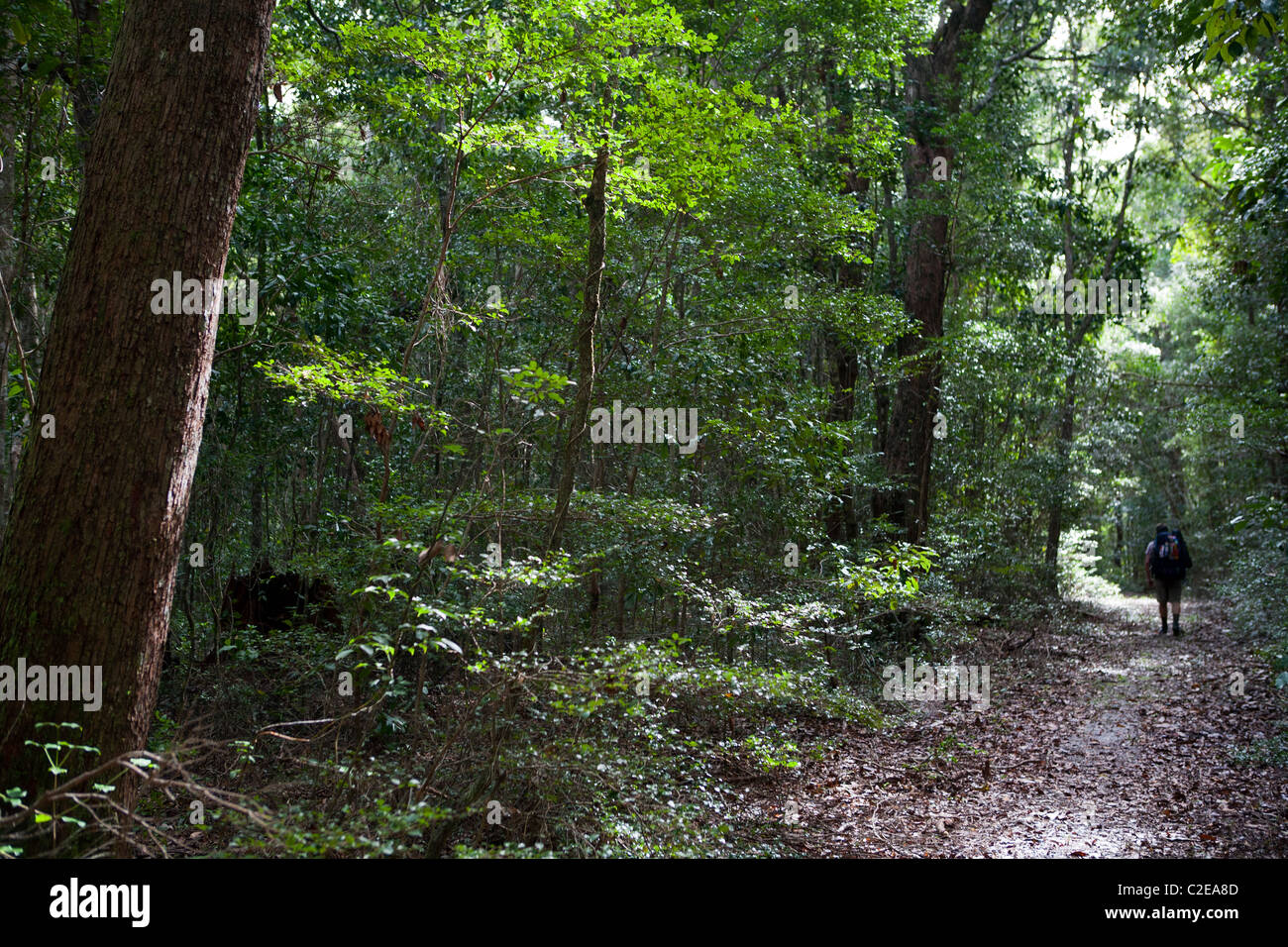Bushwalker in rainforest on Queensland's Cooloola Great Walk Stock ...