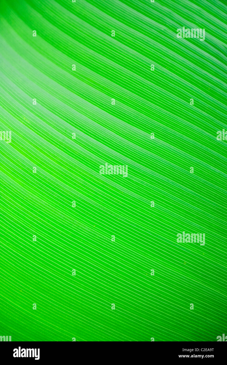 A very large tropical leaf texture background Stock Photo - Alamy