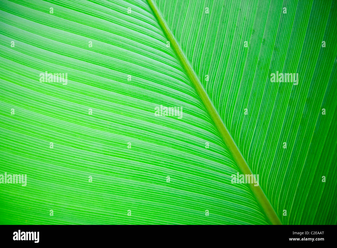 A very large tropical leaf texture background Stock Photo - Alamy