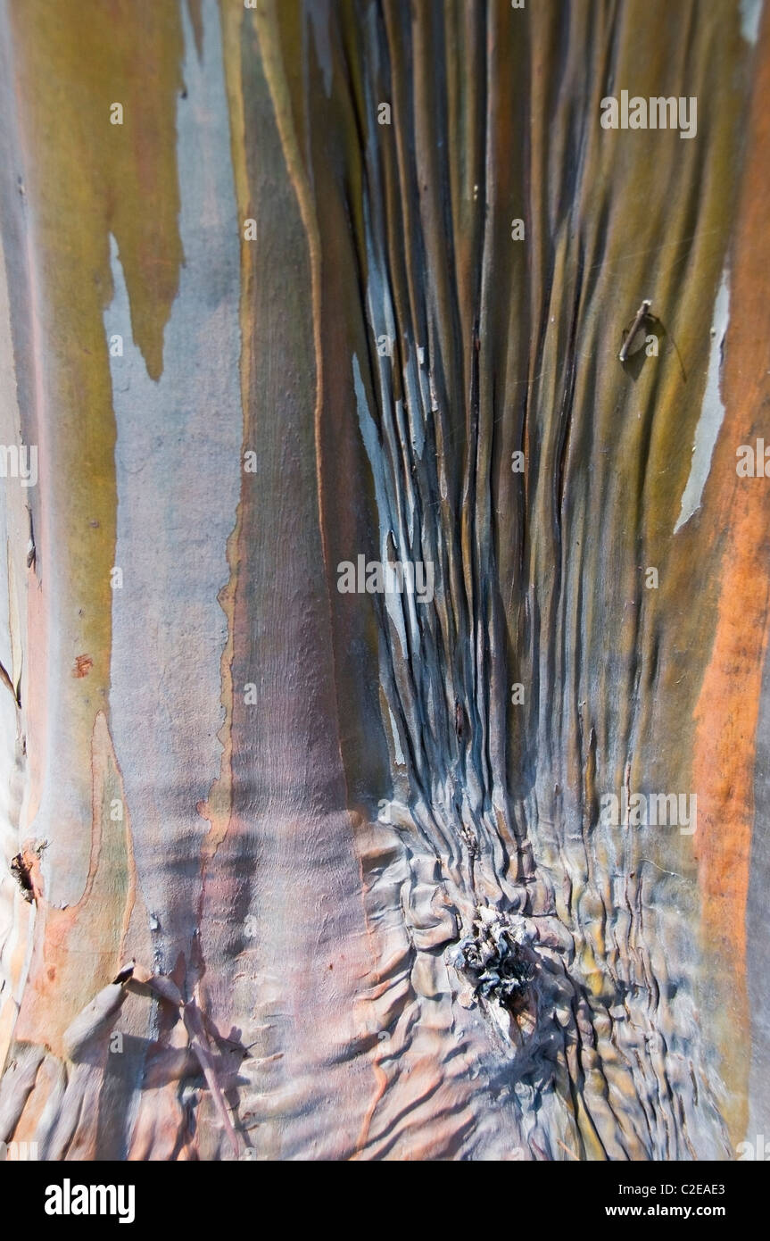 Eucalyptus Trunk High Resolution Stock Photography and Images - Alamy