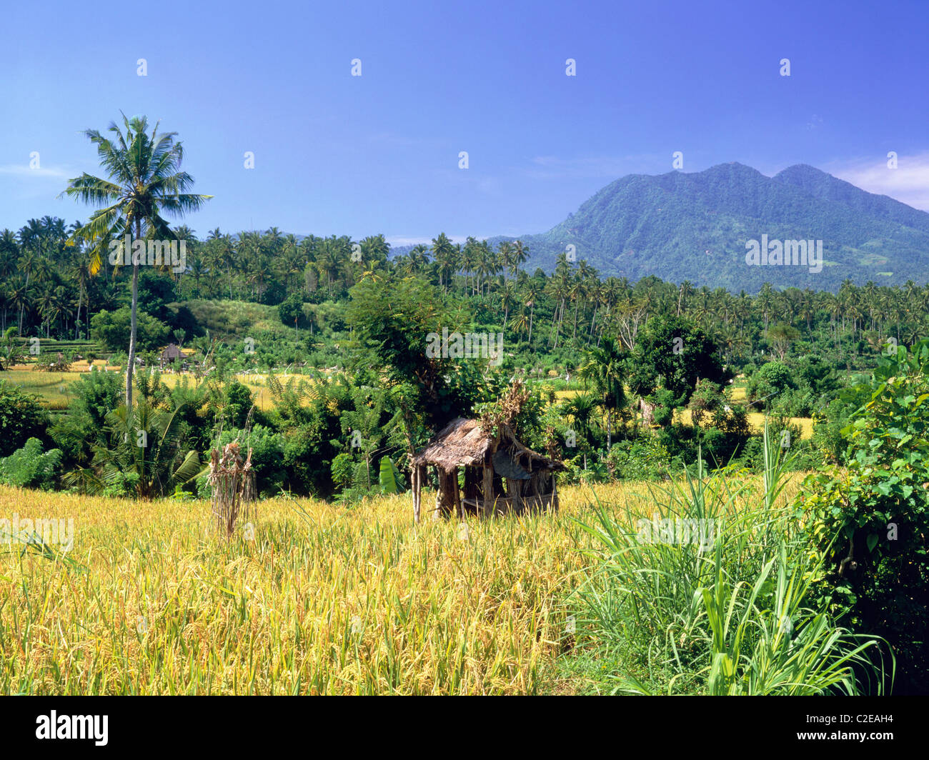 Rice Harvest Bali Indonesia Stock Photo - Alamy