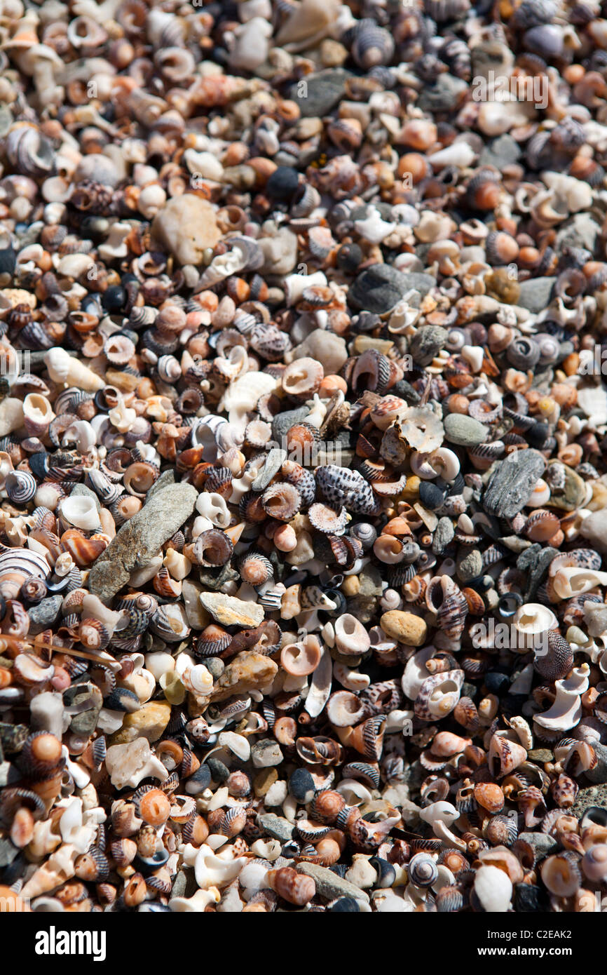 Shells on Copper Cove in Narawntapu National Park Stock Photo - Alamy