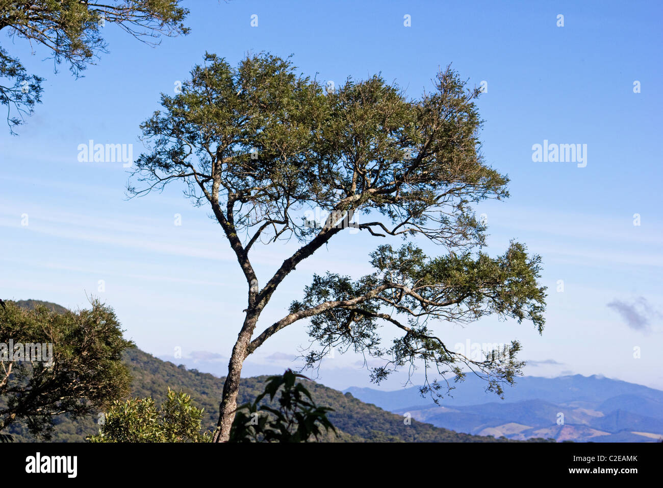 Atlantic forest landscape Stock Photo - Alamy