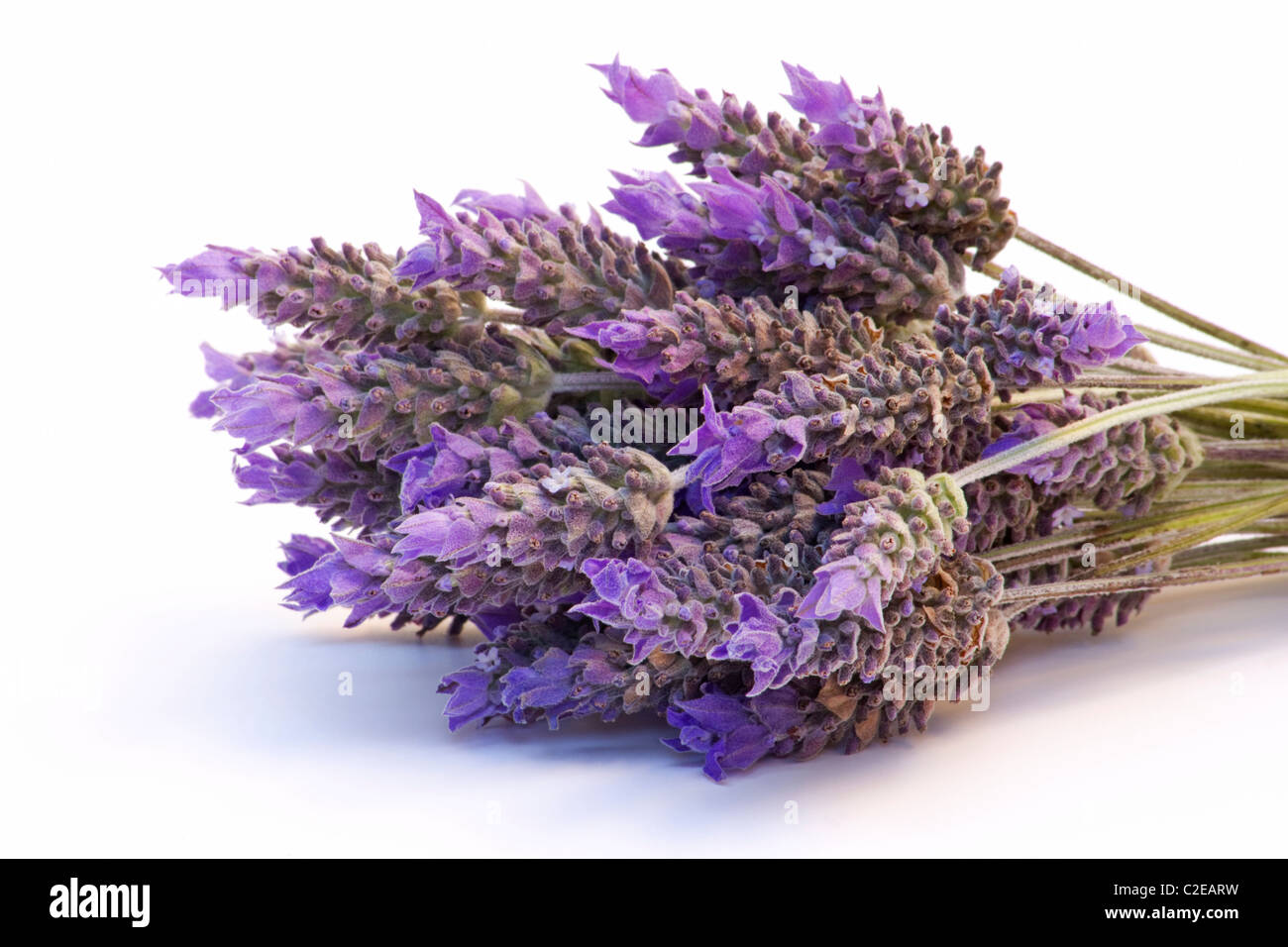 Lavender sprigs on white background Stock Photo - Alamy