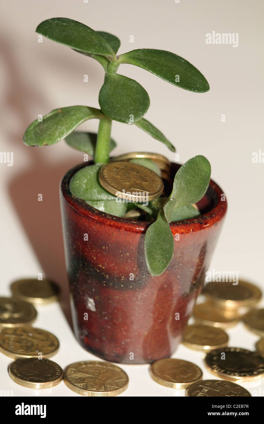 Australian tree in pot hi-res stock photography and images - Alamy