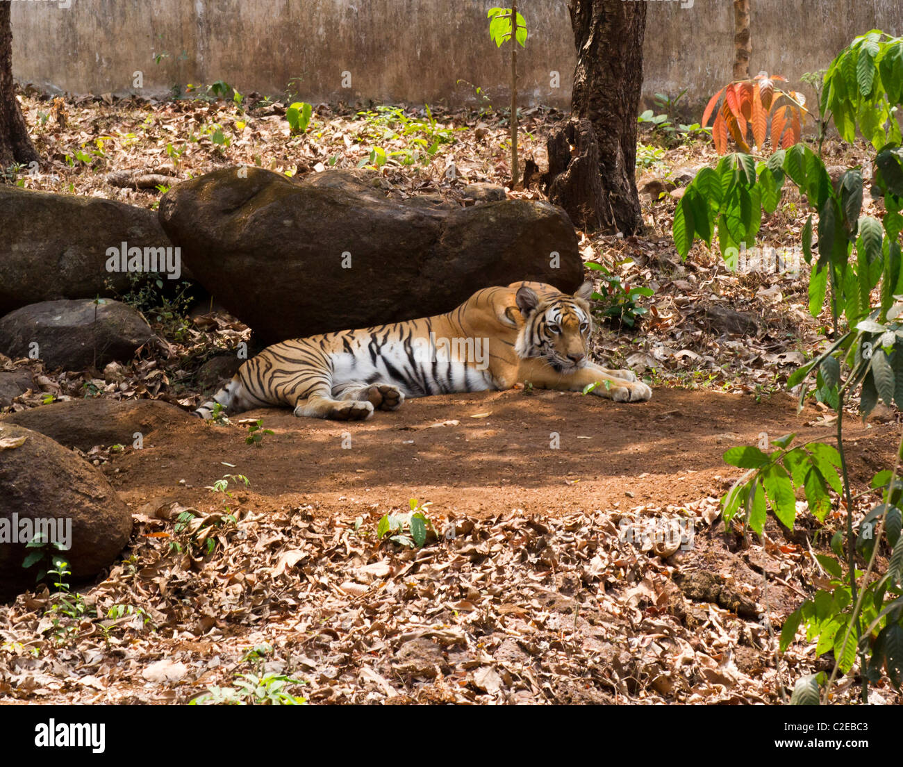 A tiger resting in the shade at Bondla, Goa, India Stock Photo - Alamy