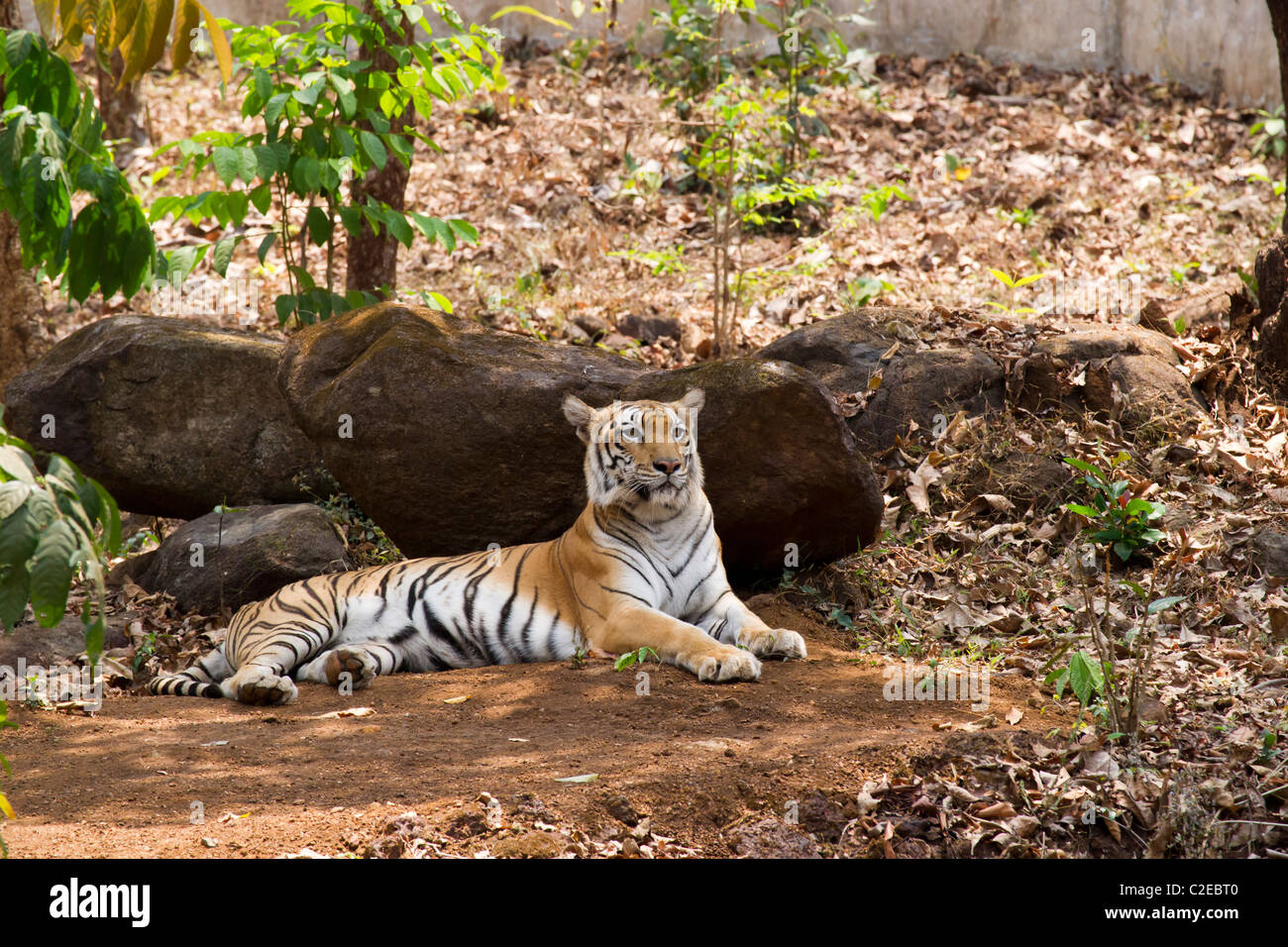 A tiger resting in the shade at Bondla, Goa, India Stock Photo - Alamy