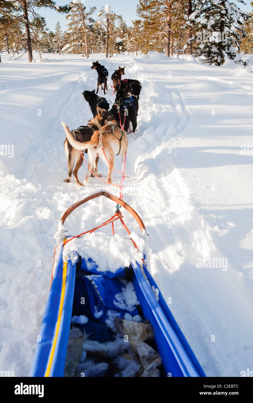 A team of sled dogs ready to pull Stock Photo - Alamy