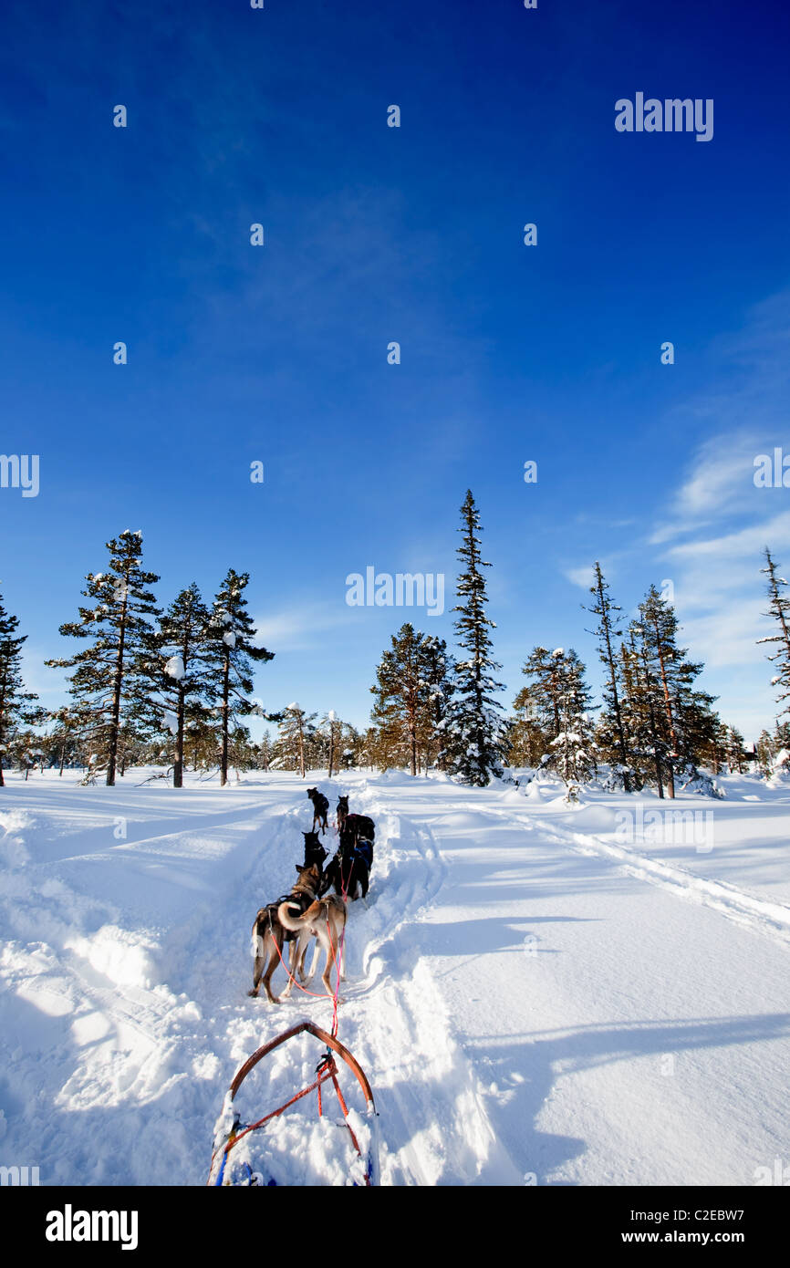 A team of sled dogs ready to pull Stock Photo - Alamy