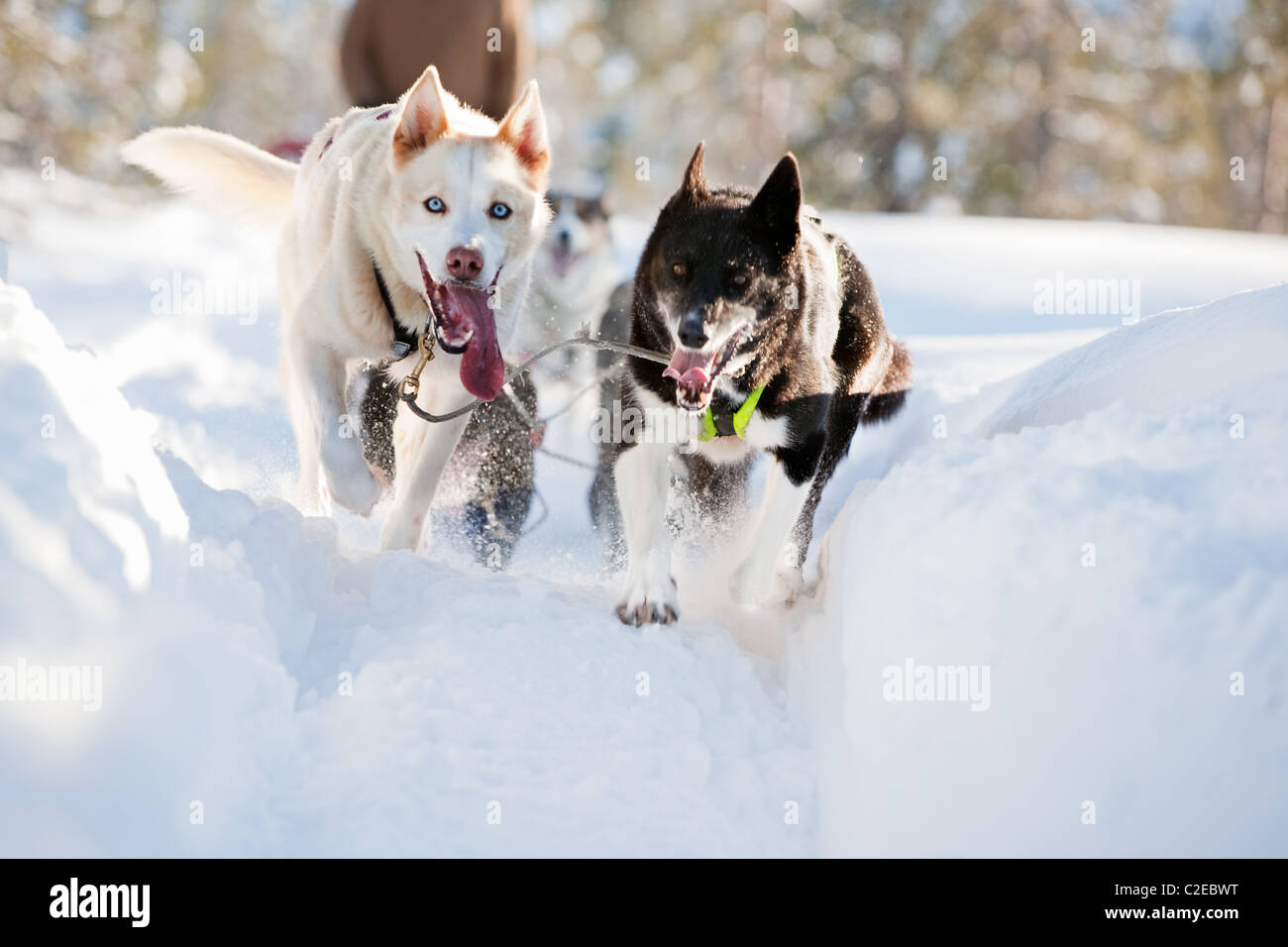 A group of sled dogs running fast Stock Photo - Alamy