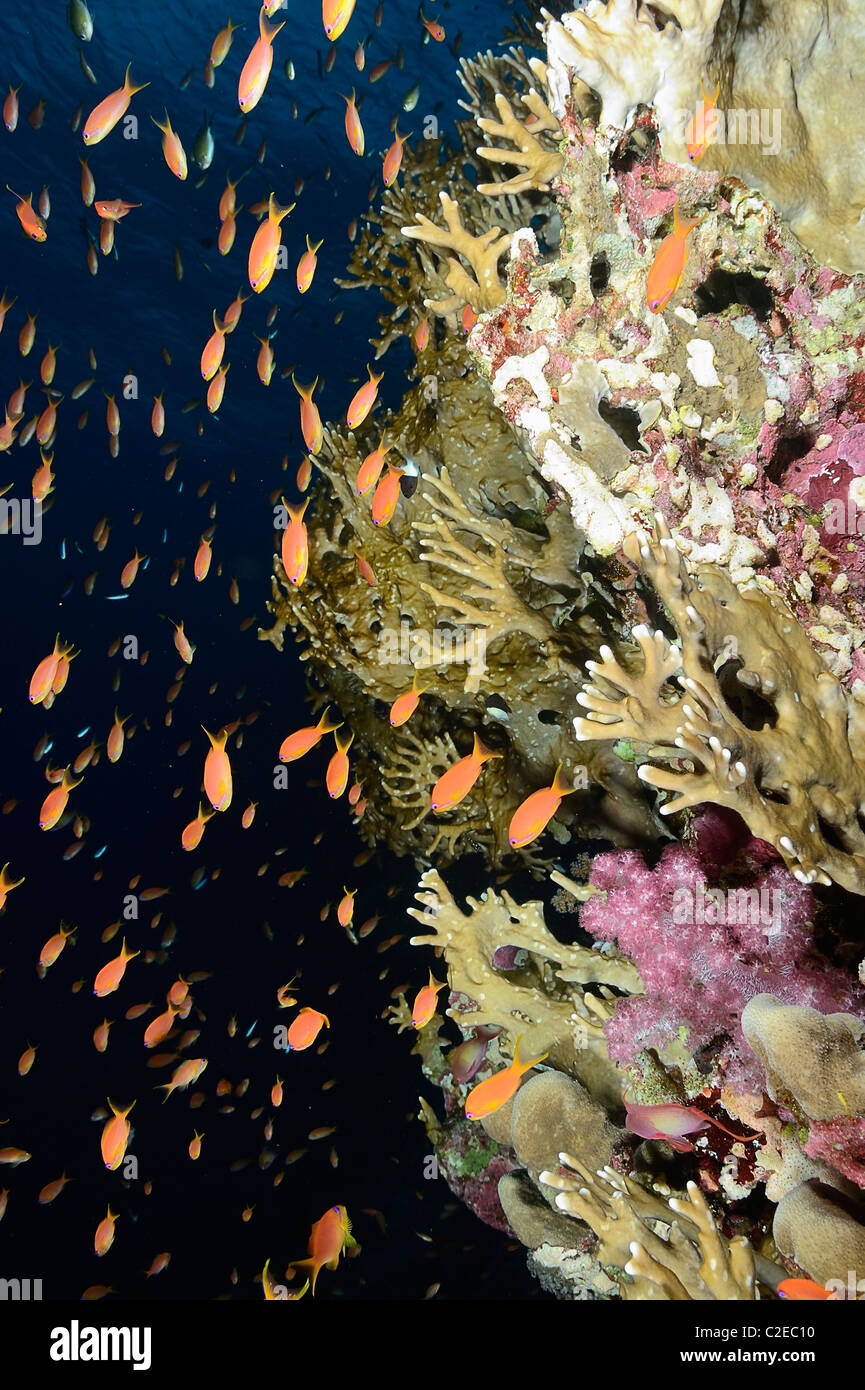 Colony of fire coral growing on Saint John Reefs, Egypt, Red Sea Stock ...