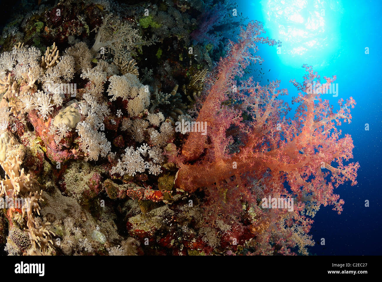 Colony of soft coral growing on a drop off, Saint John reefs, Egypt ...