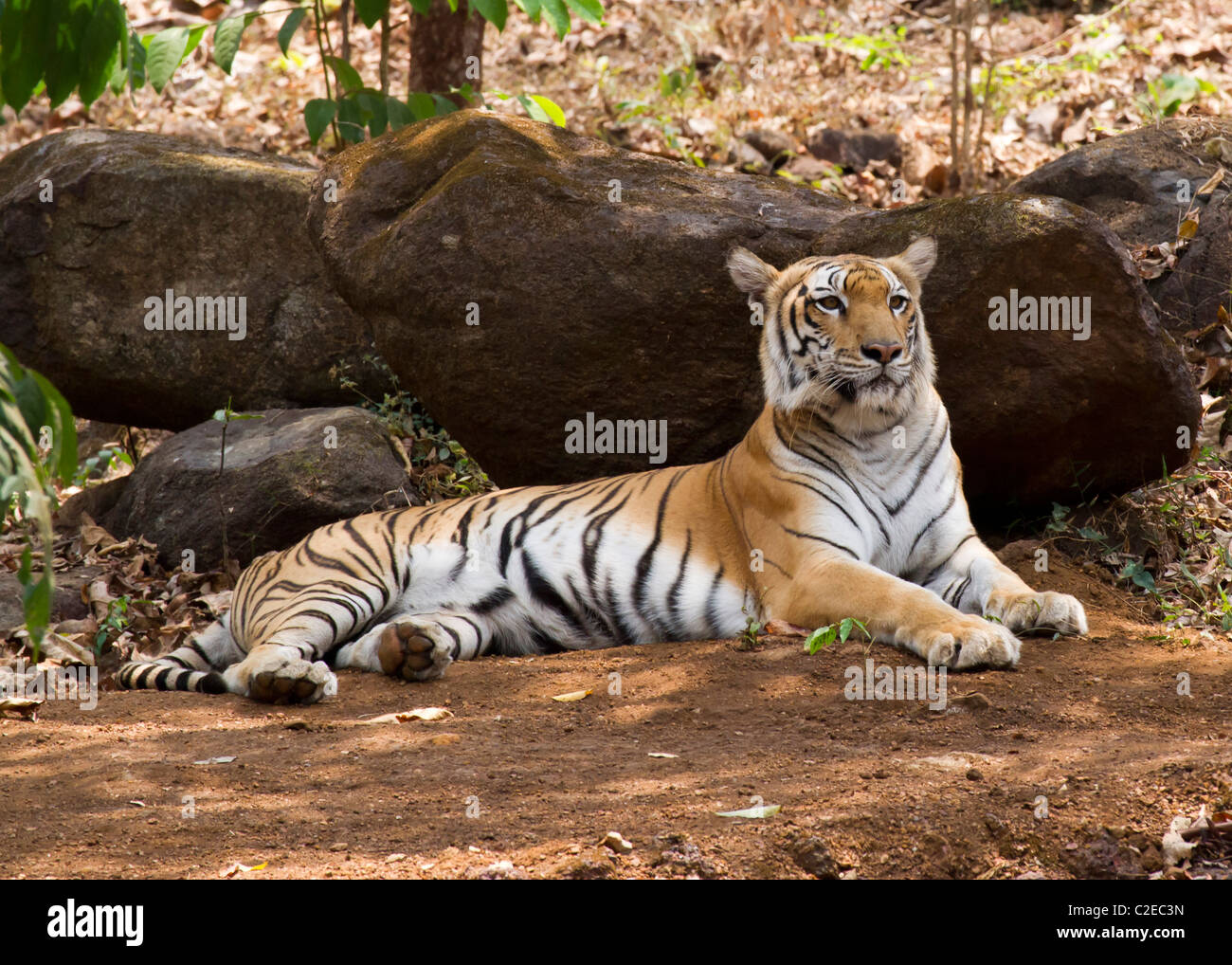 A tiger resting in the shade at Bondla, Goa, India Stock Photo - Alamy