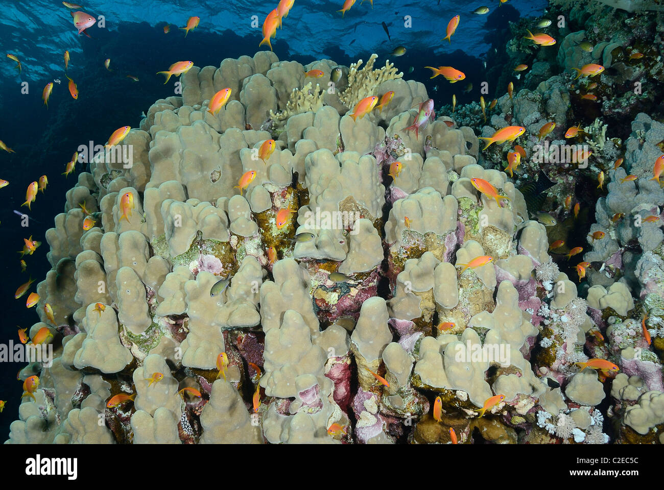 Psammocora digitata coral hi-res stock photography and images - Alamy