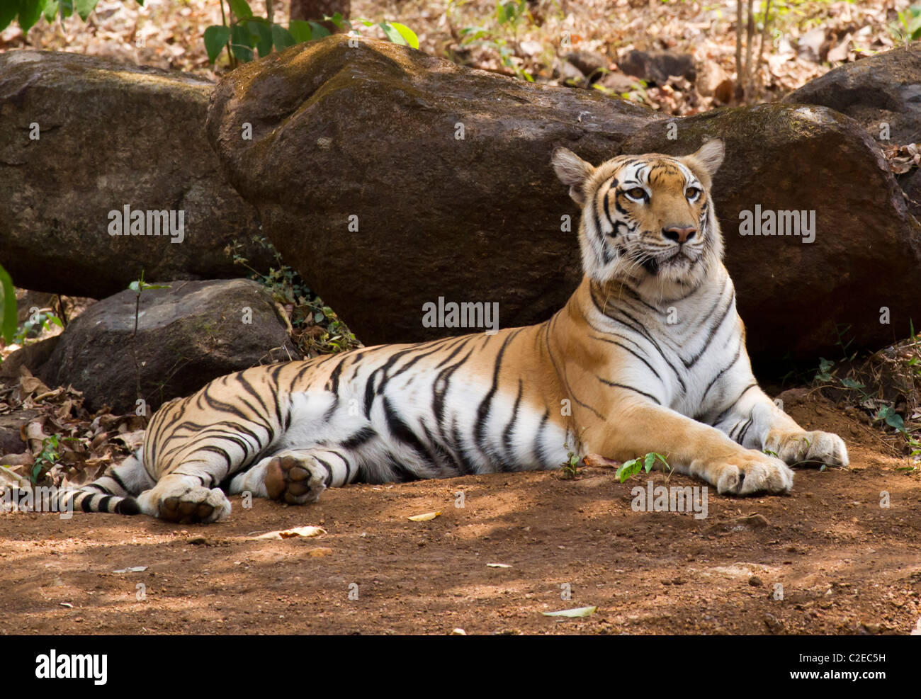 A tiger resting in the shade at Bondla, Goa, India Stock Photo - Alamy