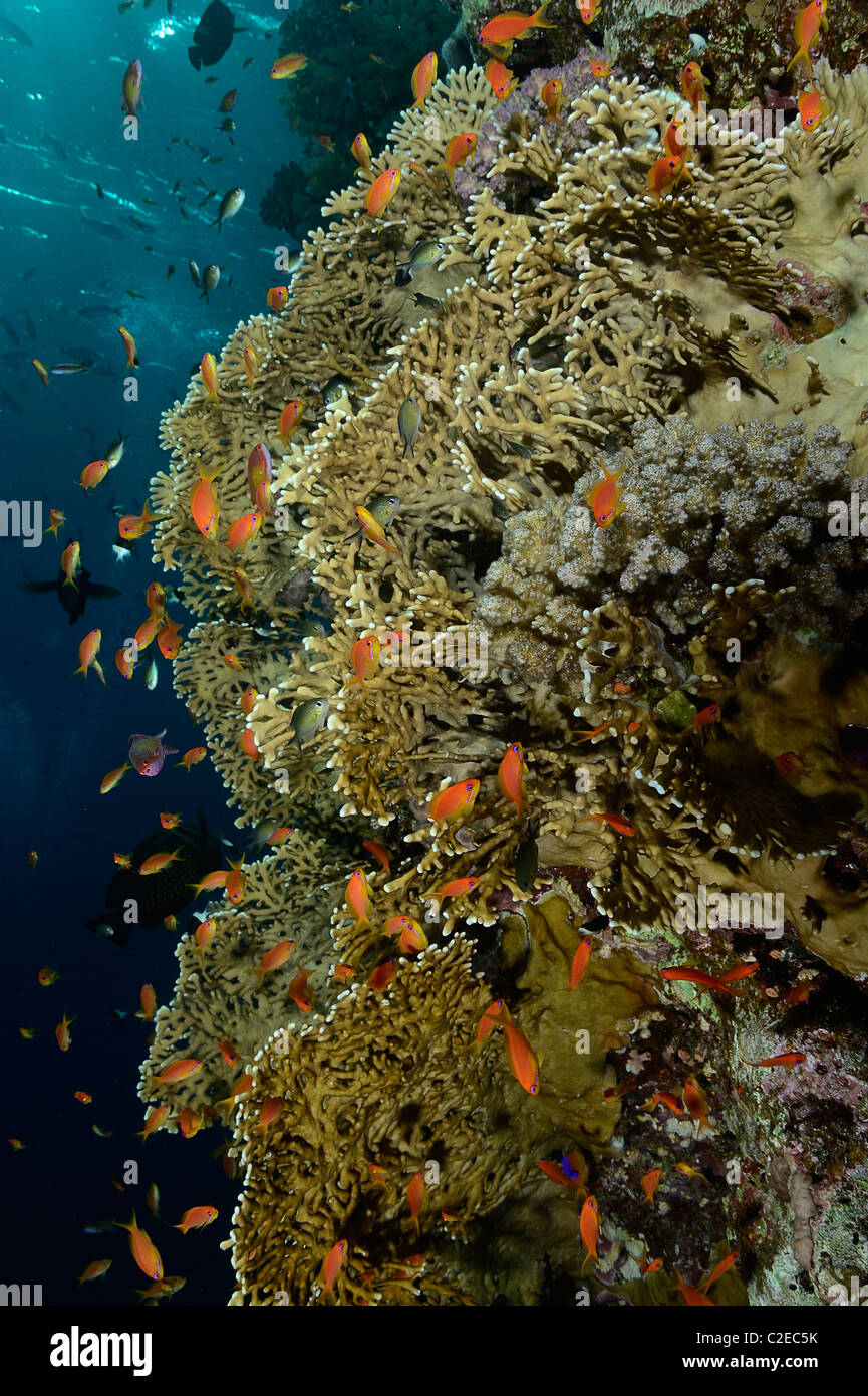 Colony of fire coral growing on Saint John Reefs, Egypt, Red Sea Stock ...
