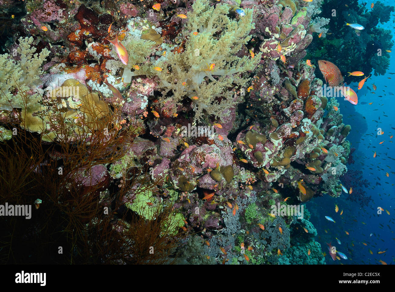 Colony of soft coral growing on a drop off, Saint John reefs, Egypt ...