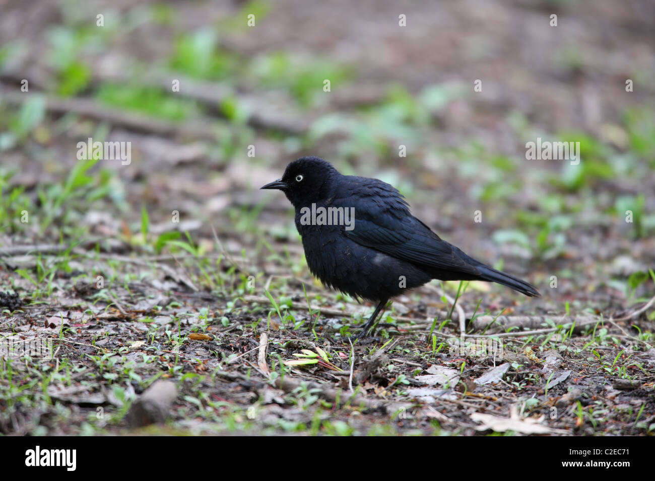 Rusty Blackbird (Euphagus carolinus nigrans), male in breeding plumage ...