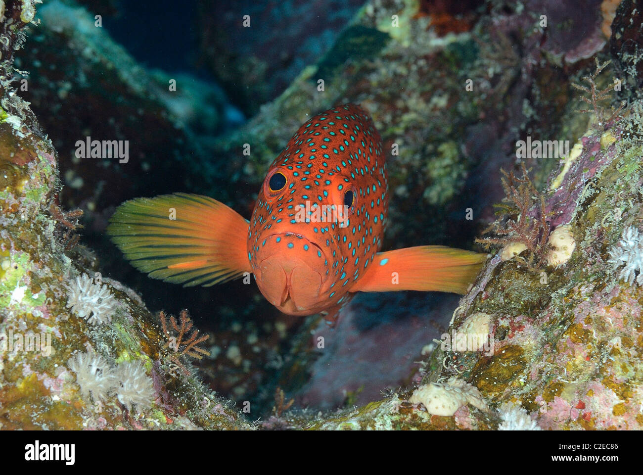 Coral grouper, fish, Saint John Reefs, Red Sea, Egypt Stock Photo - Alamy