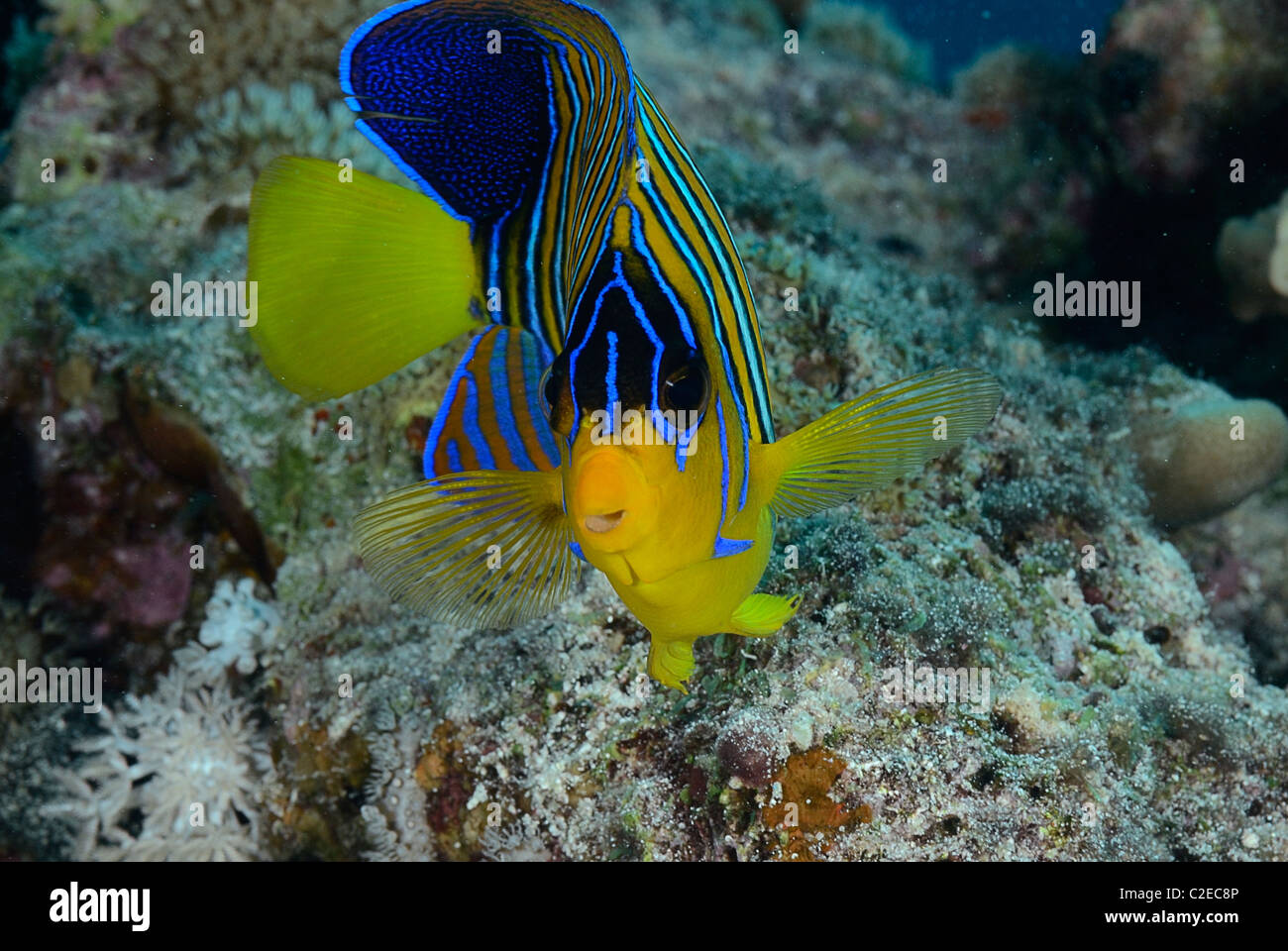 Regal angelfish, fish, Saint John Reefs, Red Sea, Egypt Stock Photo - Alamy
