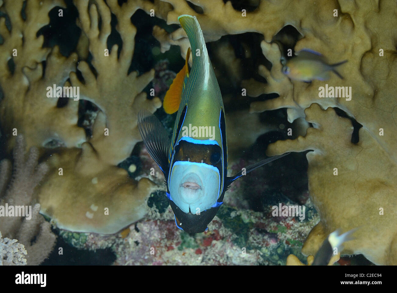 Red emperor fish hi-res stock photography and images - Alamy