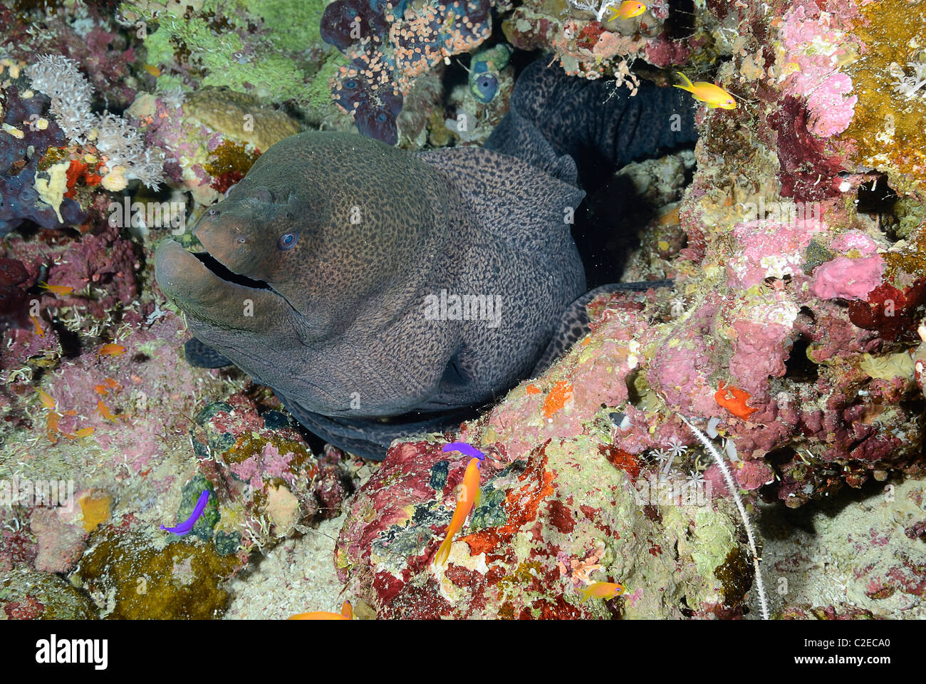 Undulated moray, fish, Saint John Reefs, Red Sea, Egypt Stock Photo - Alamy