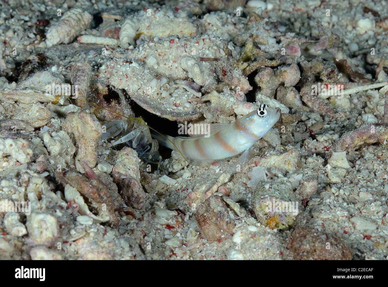 Steinitz' shrimp goby, fish, Saint John Reefs, Red Sea, Egypt Stock ...