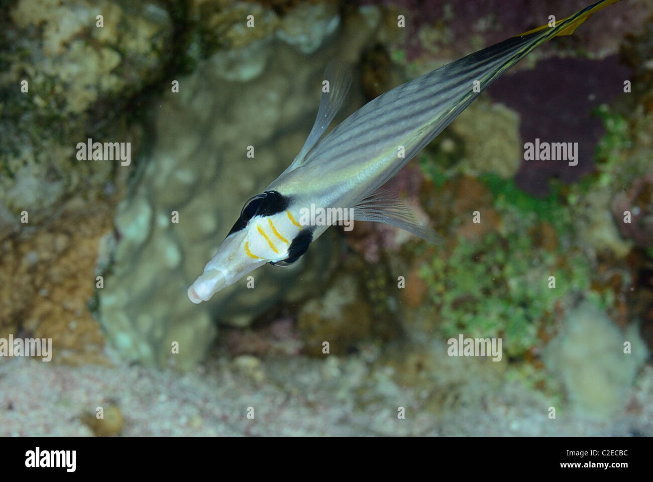 Chevroned butterflyfish hi-res stock photography and images - Alamy