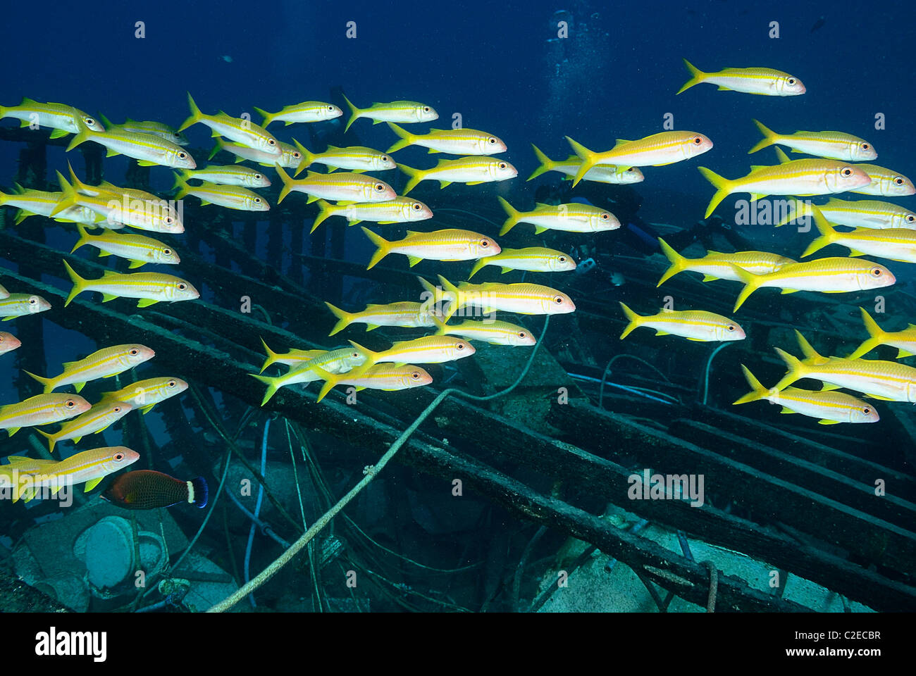 School of yellowfin goatfish, fish, Saint John Reefs, Red Sea, Egypt ...