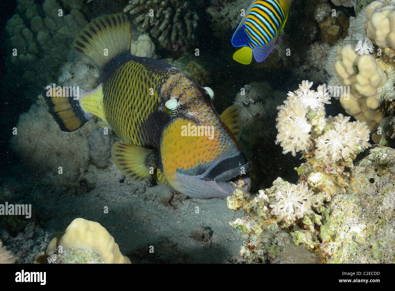 Titan triggerfish, fish, Saint John Reefs, Red Sea, Egypt Stock Photo ...
