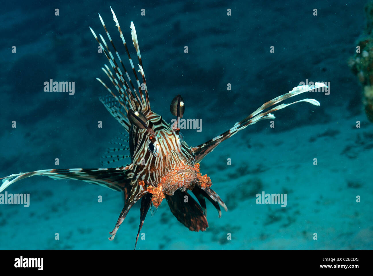 Red firefish, fish, Saint John Reefs, Red Sea, Egypt Stock Photo - Alamy