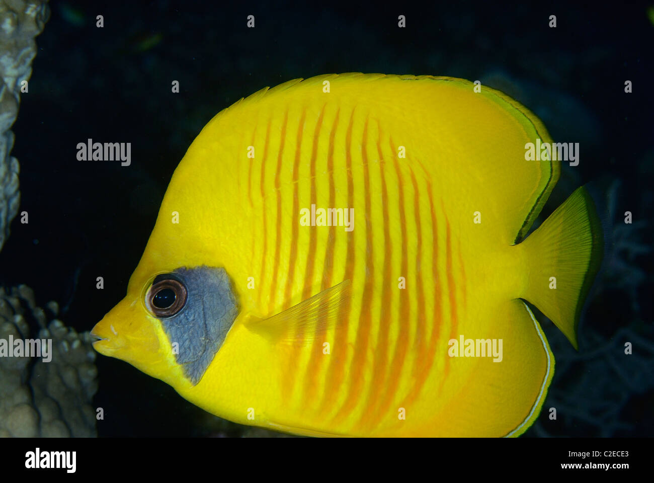 Golden butterflyfish, fish, Saint John Reefs, Red Sea, Egypt Stock ...