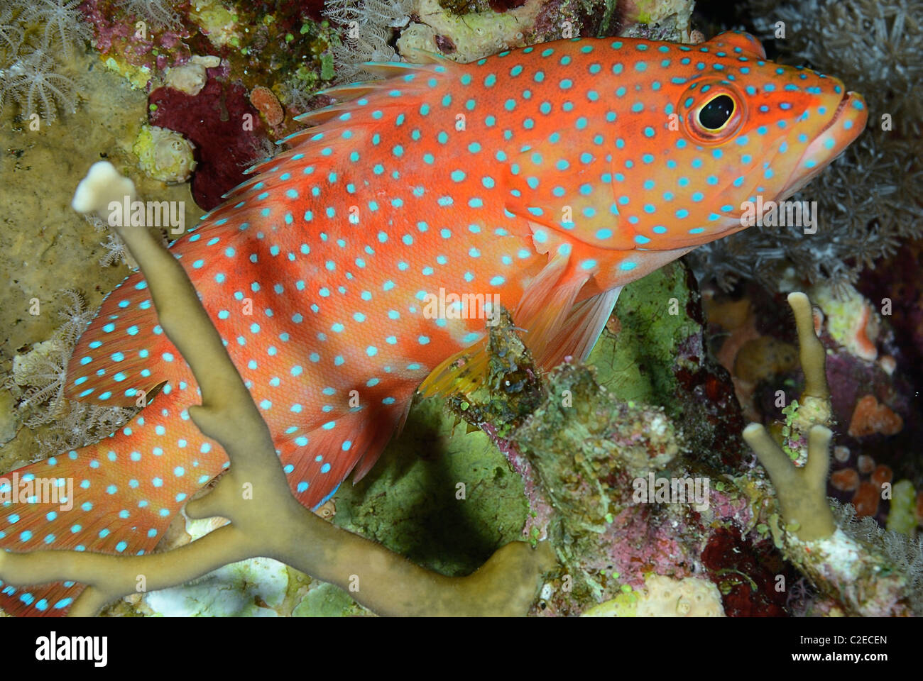 Coral grouper, fish, Saint John Reefs, Red Sea, Egypt Stock Photo - Alamy