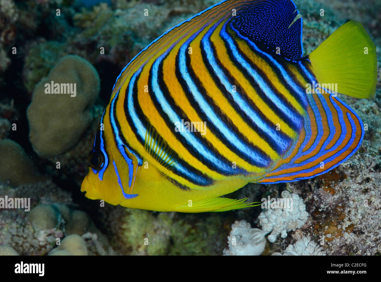 Regal angelfish, fish, Saint John Reefs, Red Sea, Egypt Stock Photo - Alamy