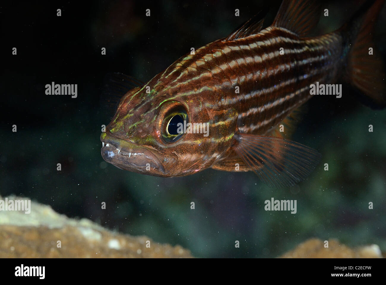 Tiger fish hi-res stock photography and images - Alamy