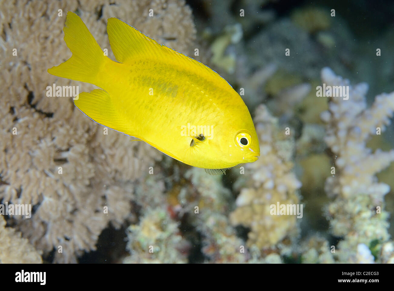 Sulphur damsel fish hi-res stock photography and images - Alamy