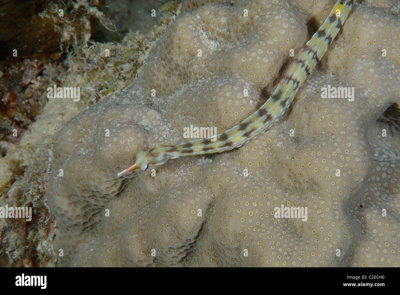 Red pipefish hi-res stock photography and images - Alamy