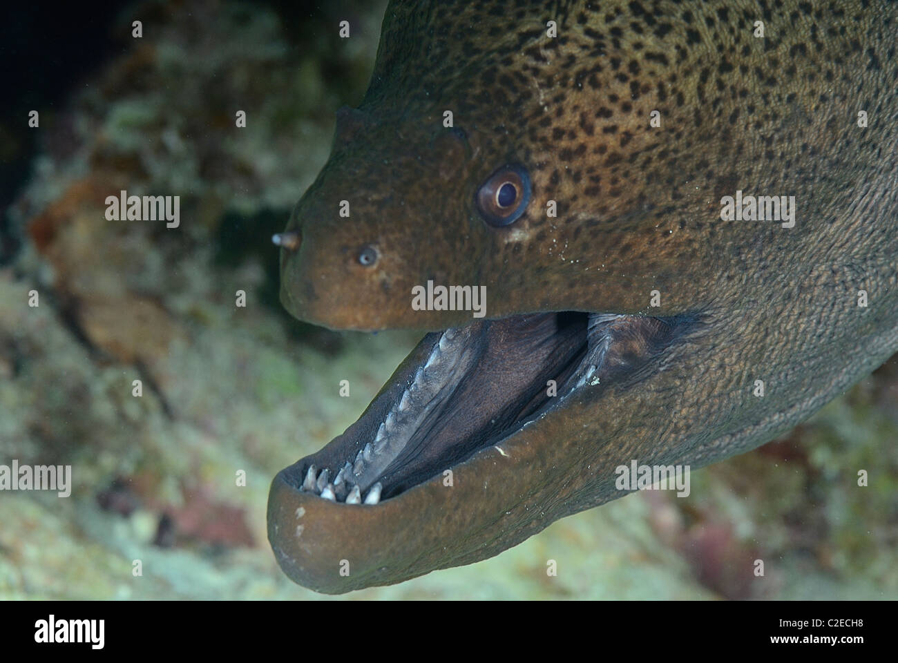 Undulated moray fish hi-res stock photography and images - Alamy