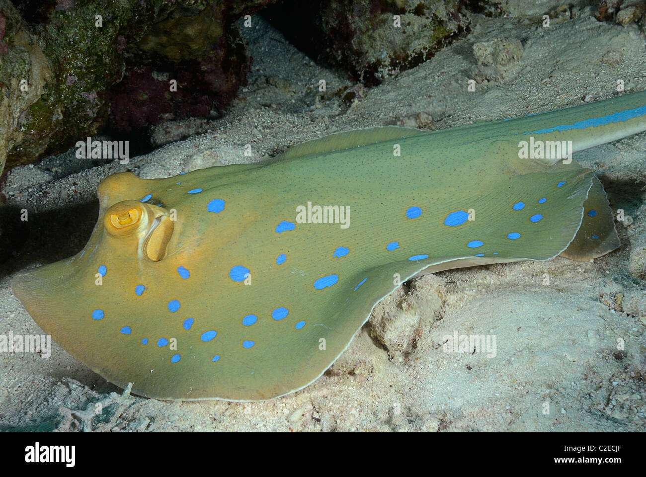 Blue-spotted ribbontail ray, fish, Saint John Reefs, Red Sea, Egypt ...