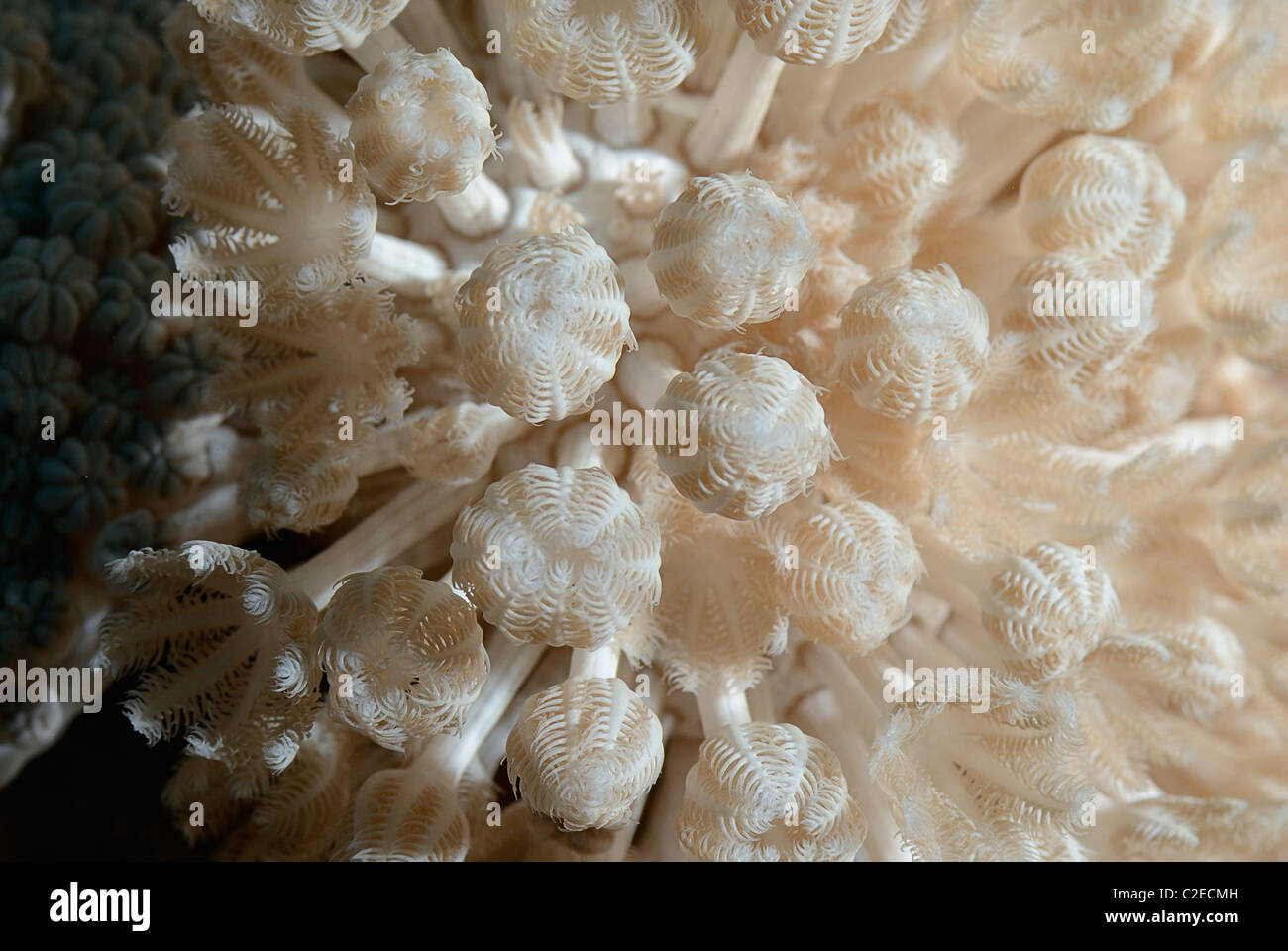 Soft coral, Nepthea sp., Saint John Reefs, Red Sea, Egypt Stock Photo ...