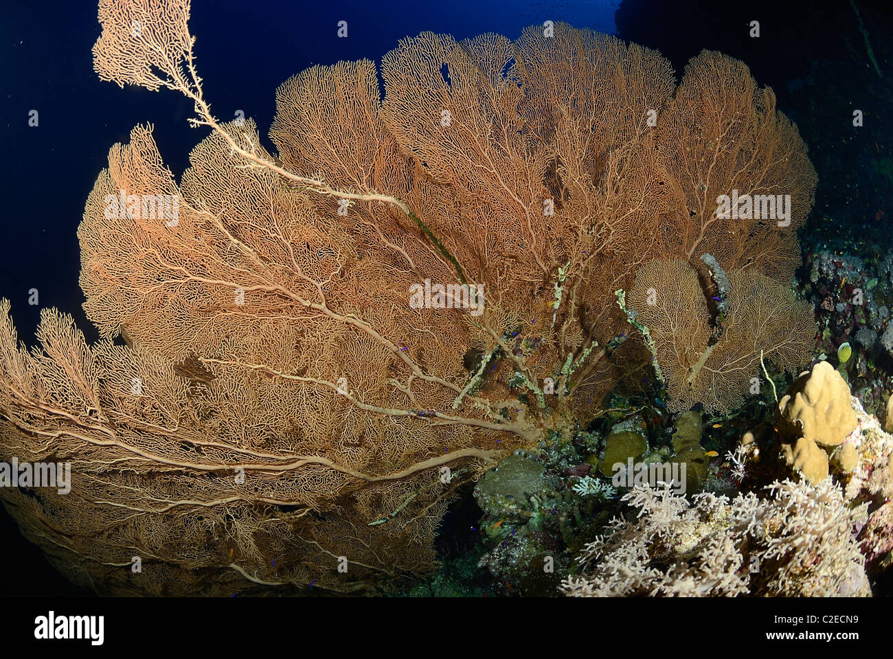 Gorgonian fan, Saint John Reefs, Red Sea, Egypt Stock Photo - Alamy