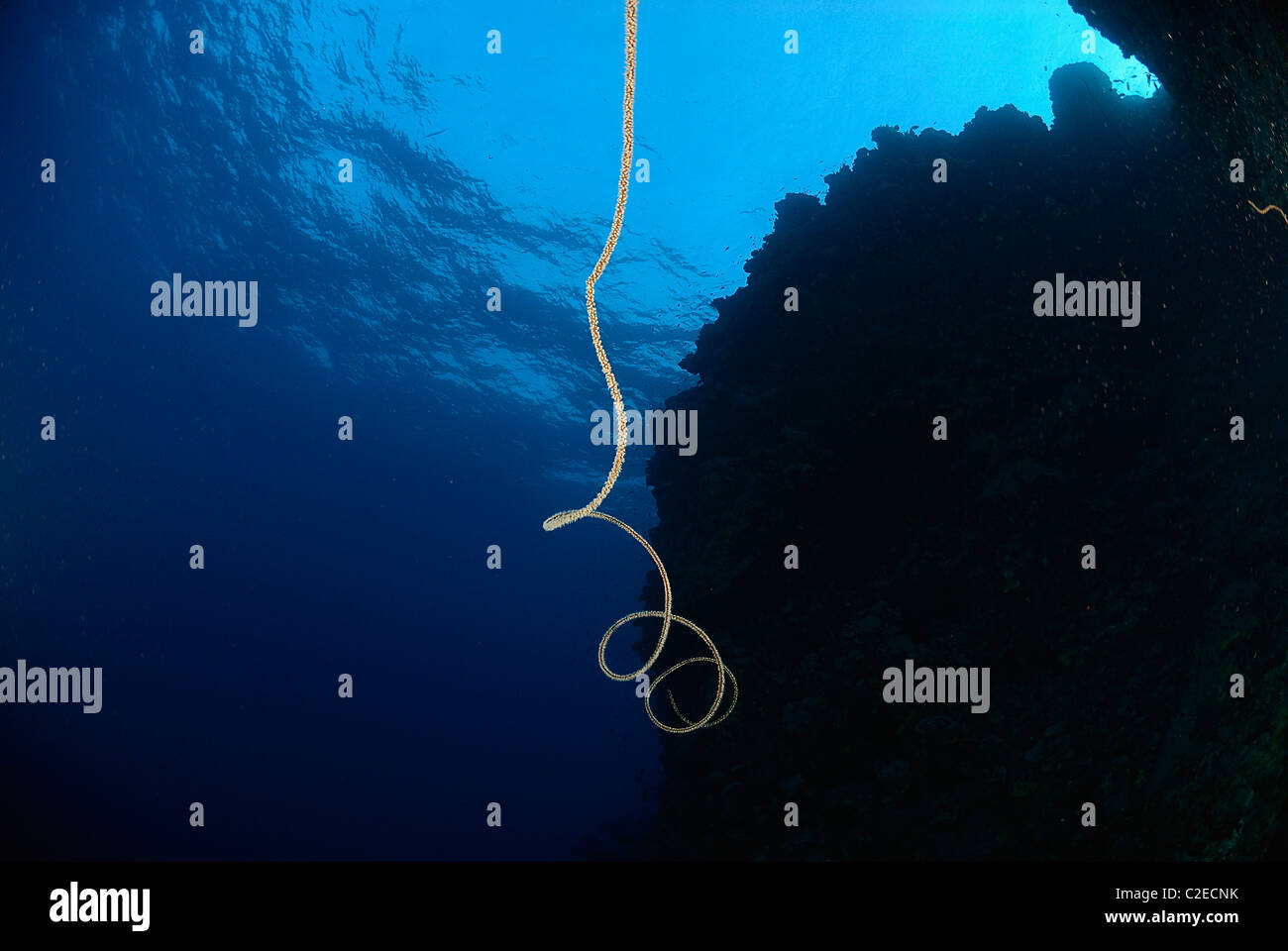 Red sea whip hi-res stock photography and images - Alamy