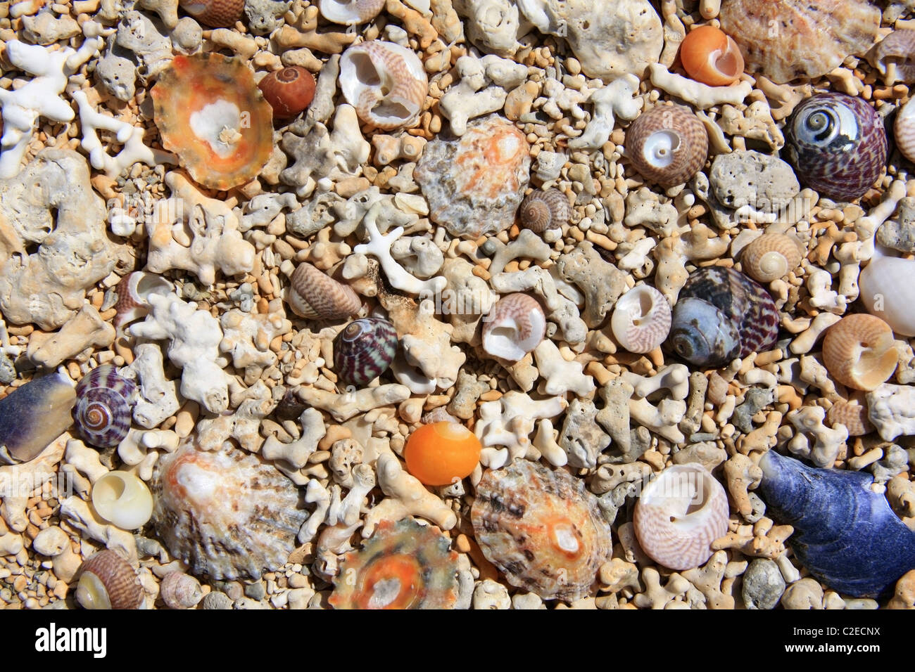 Carrowroe Coral Beach, Co Galway, Ireland; Close-Up Of Shells And Coral ...