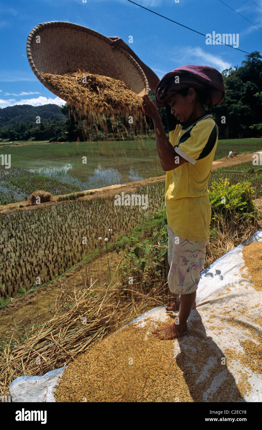 Rantepao Sulawesi Indonesia Stock Photo - Alamy