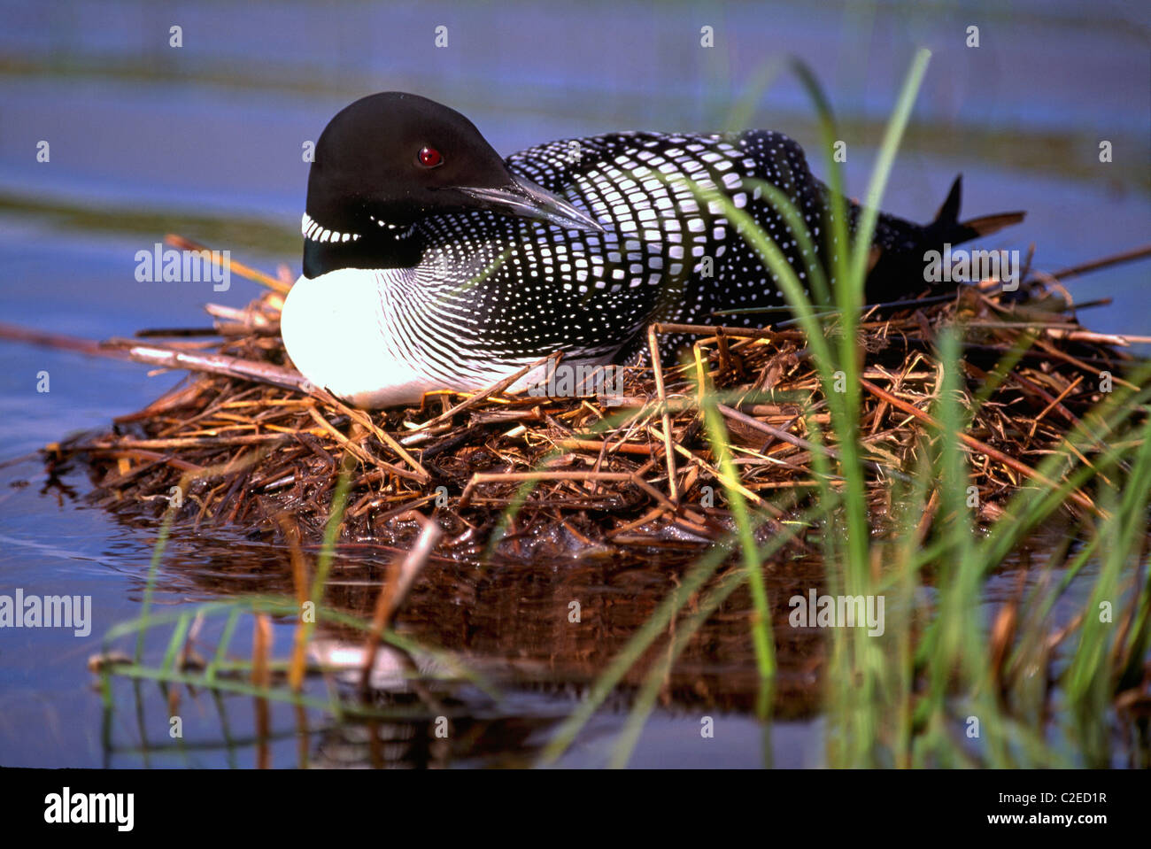 Common Loon Nesting Bird Photo High Resolution Stock Photography and Images - Alamy