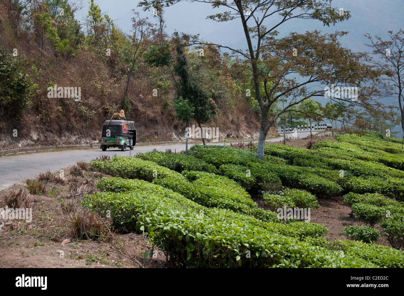 Rickshaw travels through Darjeeling tea fields in Rickshaw Run, India ...