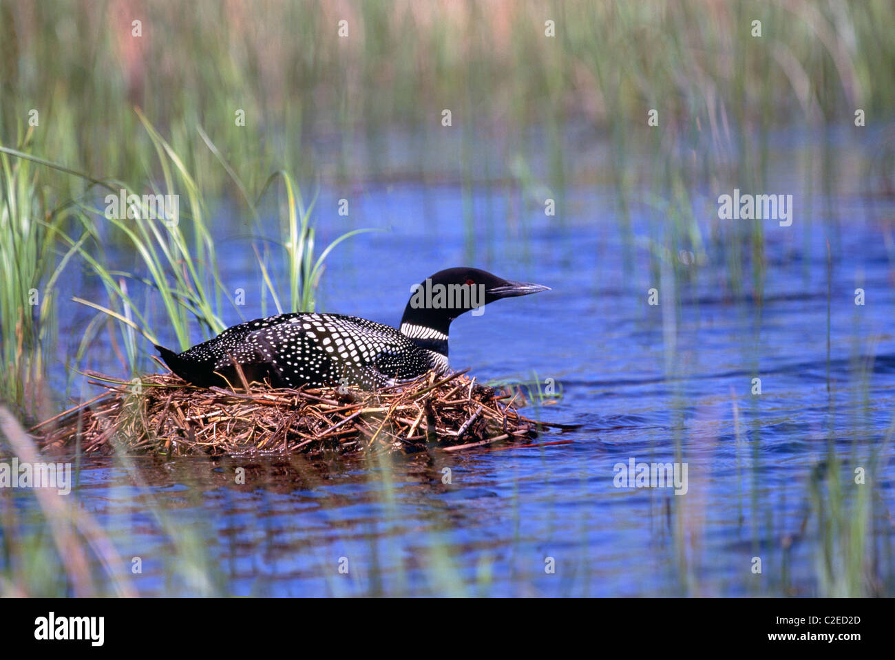 Common loon nesting bird photo hi-res stock photography and images - Alamy