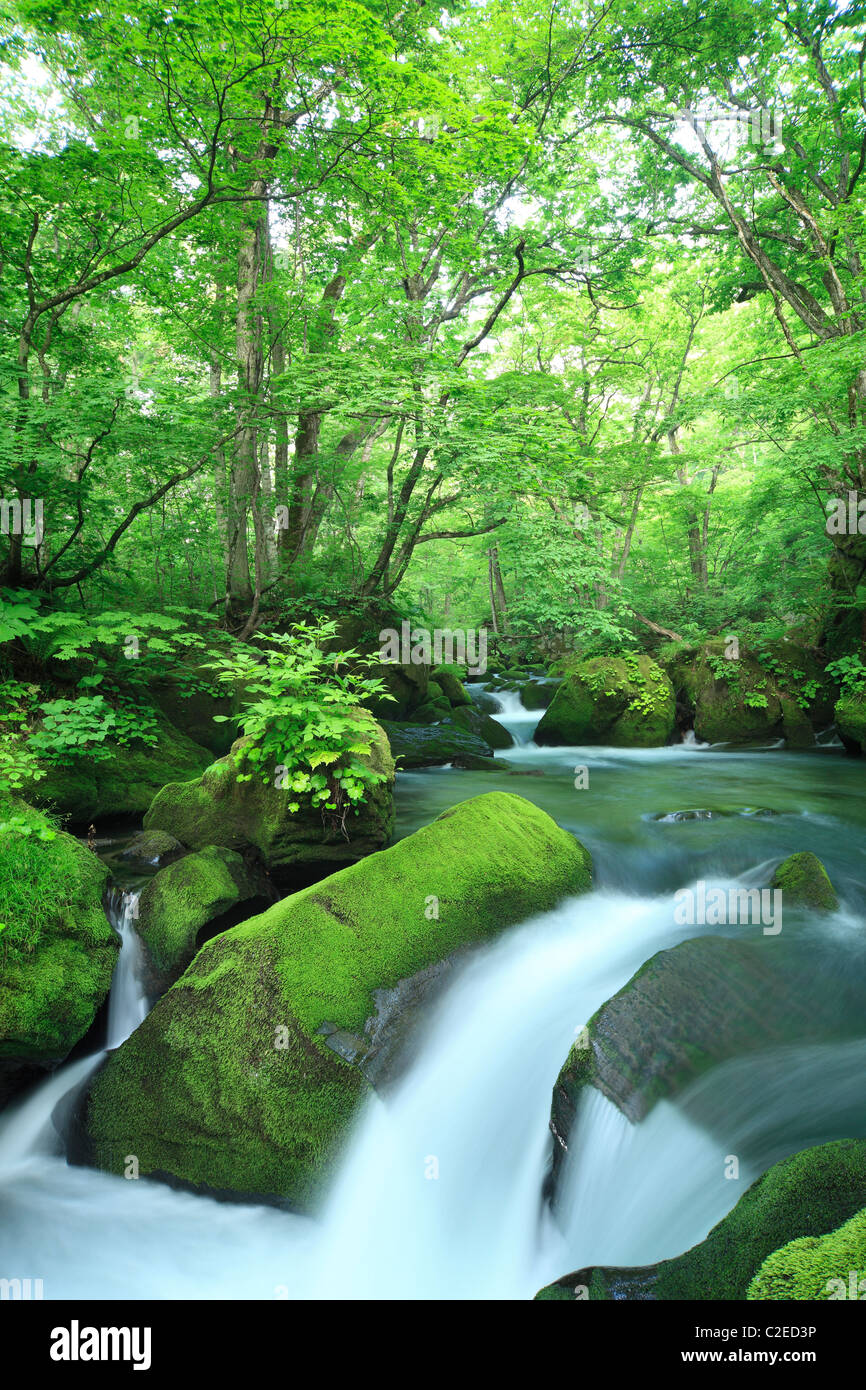 green springs in forest Stock Photo - Alamy